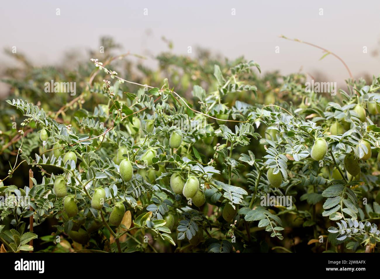 Chickpeas growing in an organic garden hi-res stock photography and ...