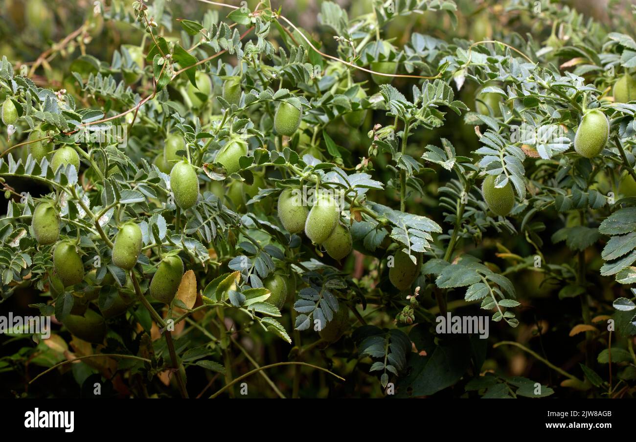Chickpeas field agriculture hi-res stock photography and images - Alamy