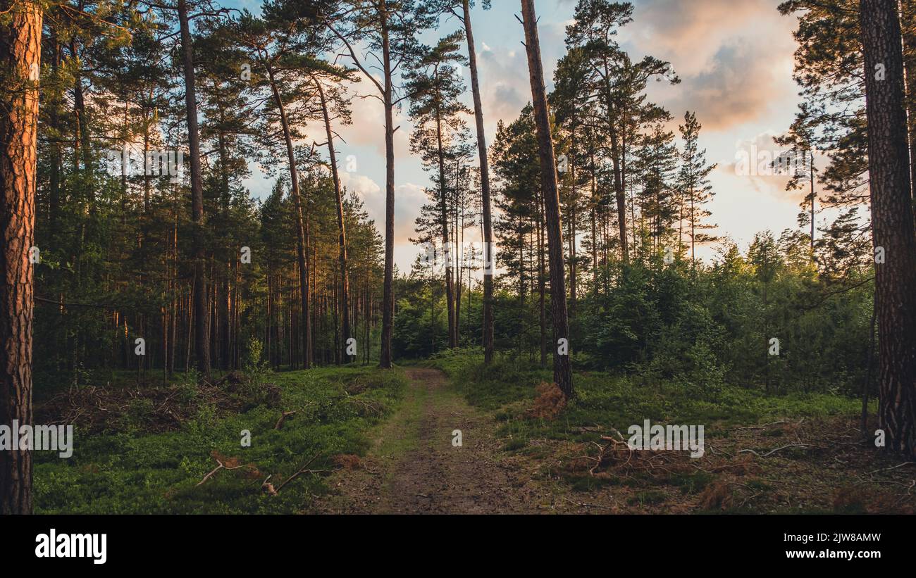 Tall thin pine trees hi-res stock photography and images - Alamy