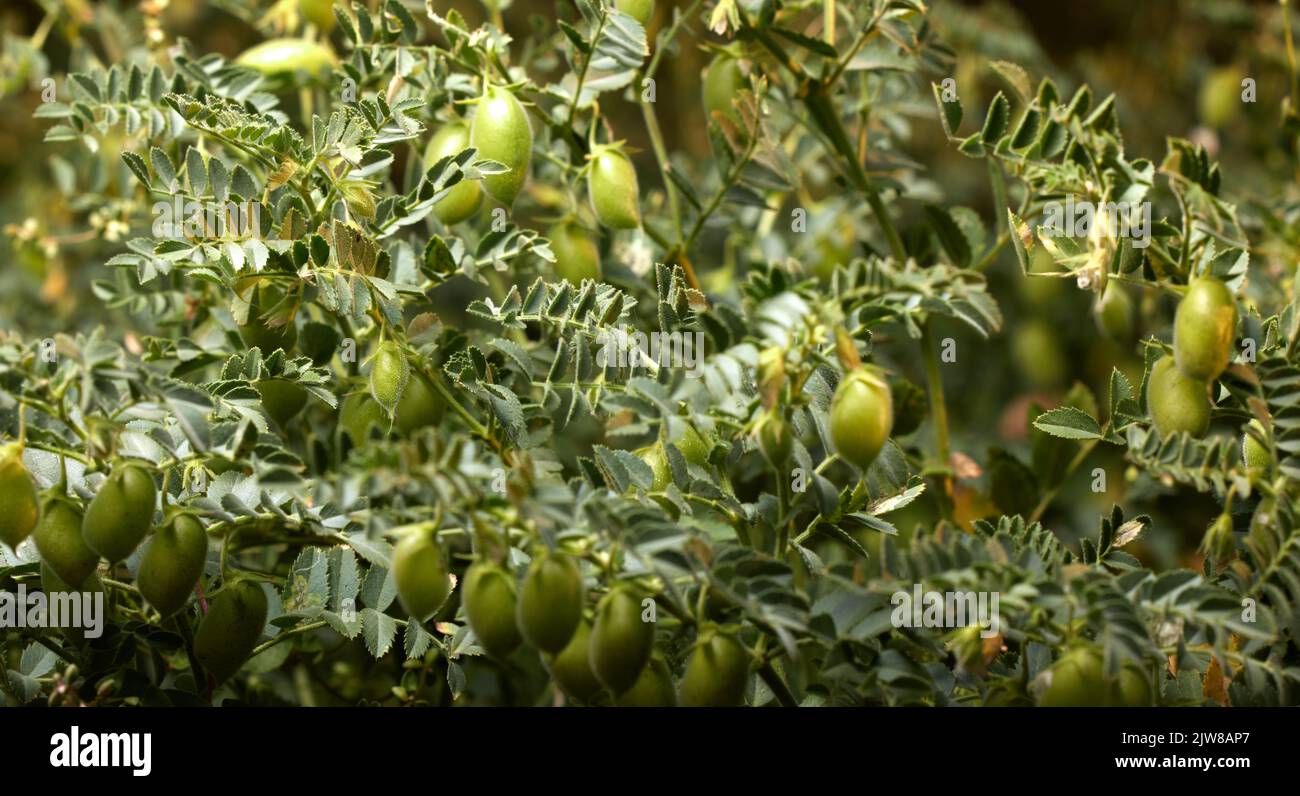 Chickpeas growing in an organic garden hi-res stock photography and ...