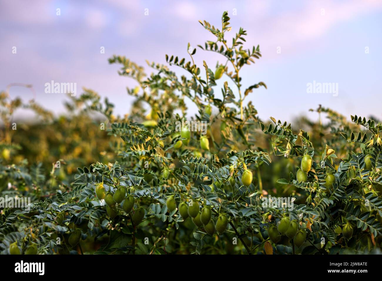 Chickpeas field agriculture hi-res stock photography and images - Alamy