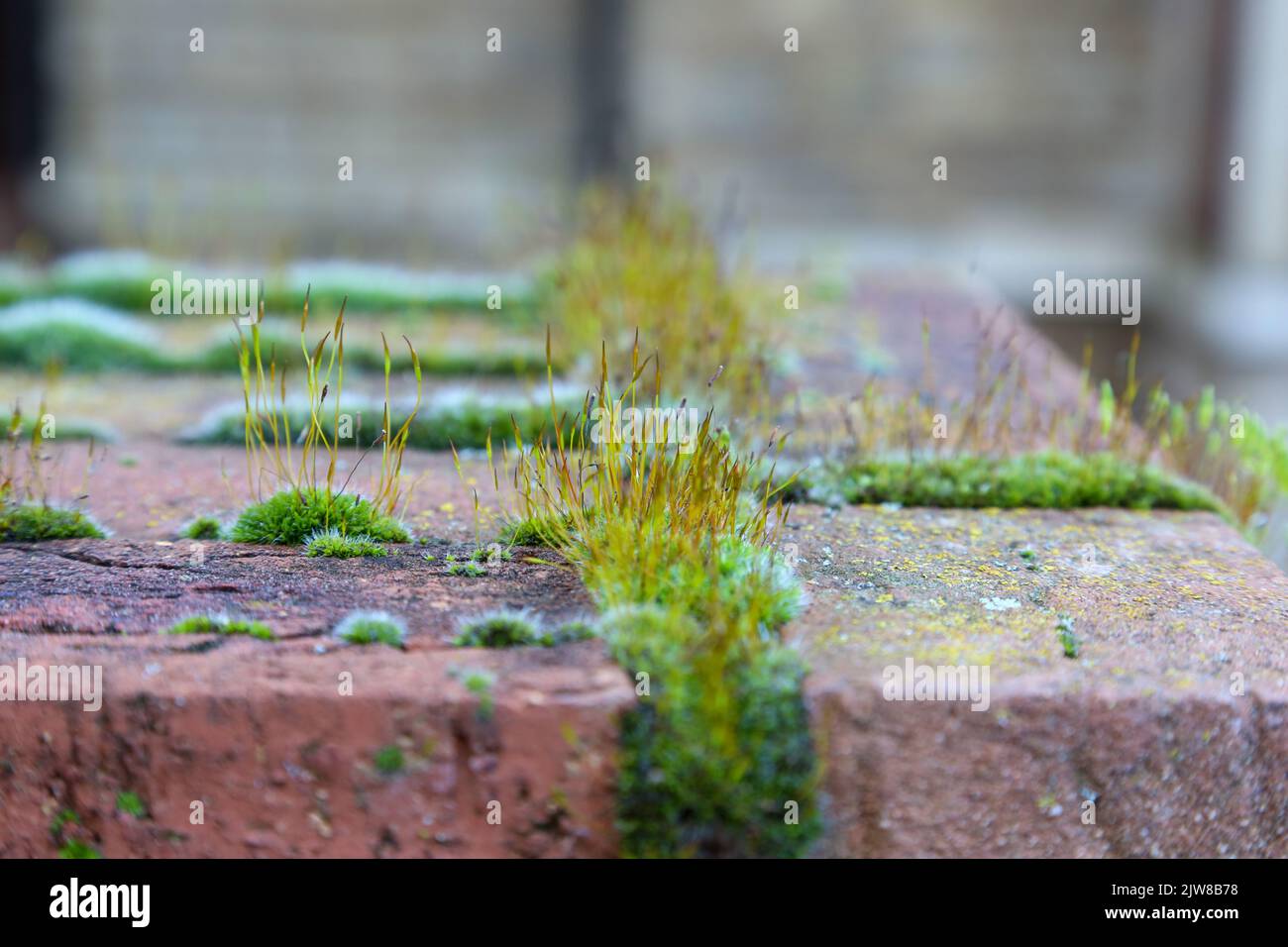 A moss growing through the cracks of old bricks on a suburban sidewalk ...