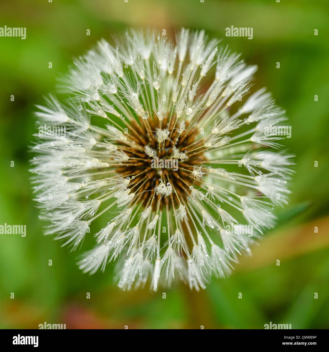 Macro image of a Dandelion head Stock Photo - Alamy