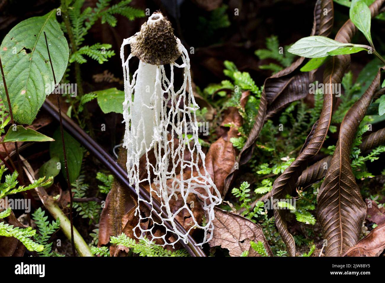 A view of a Phallus indusiatus fungus surrounded by numerous plants ...