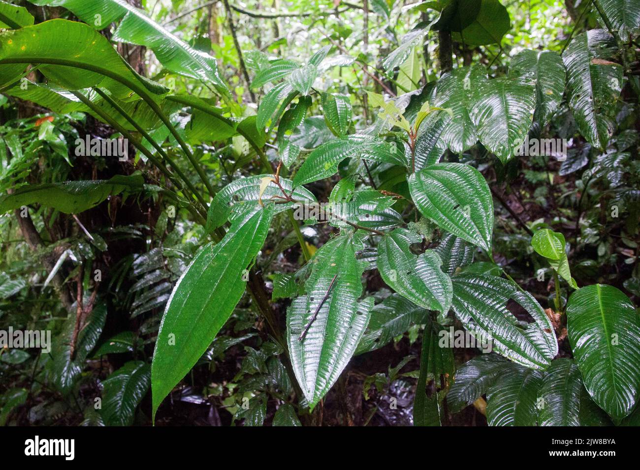 A view of the large green leaves of Blastus cochinchinensis Stock Photo ...
