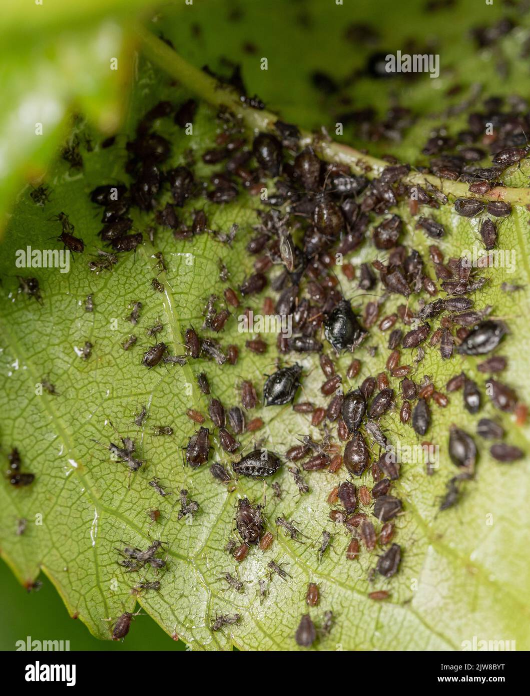 Aphids on a green leaf. Pests on the plant. The leaf is covered with ...