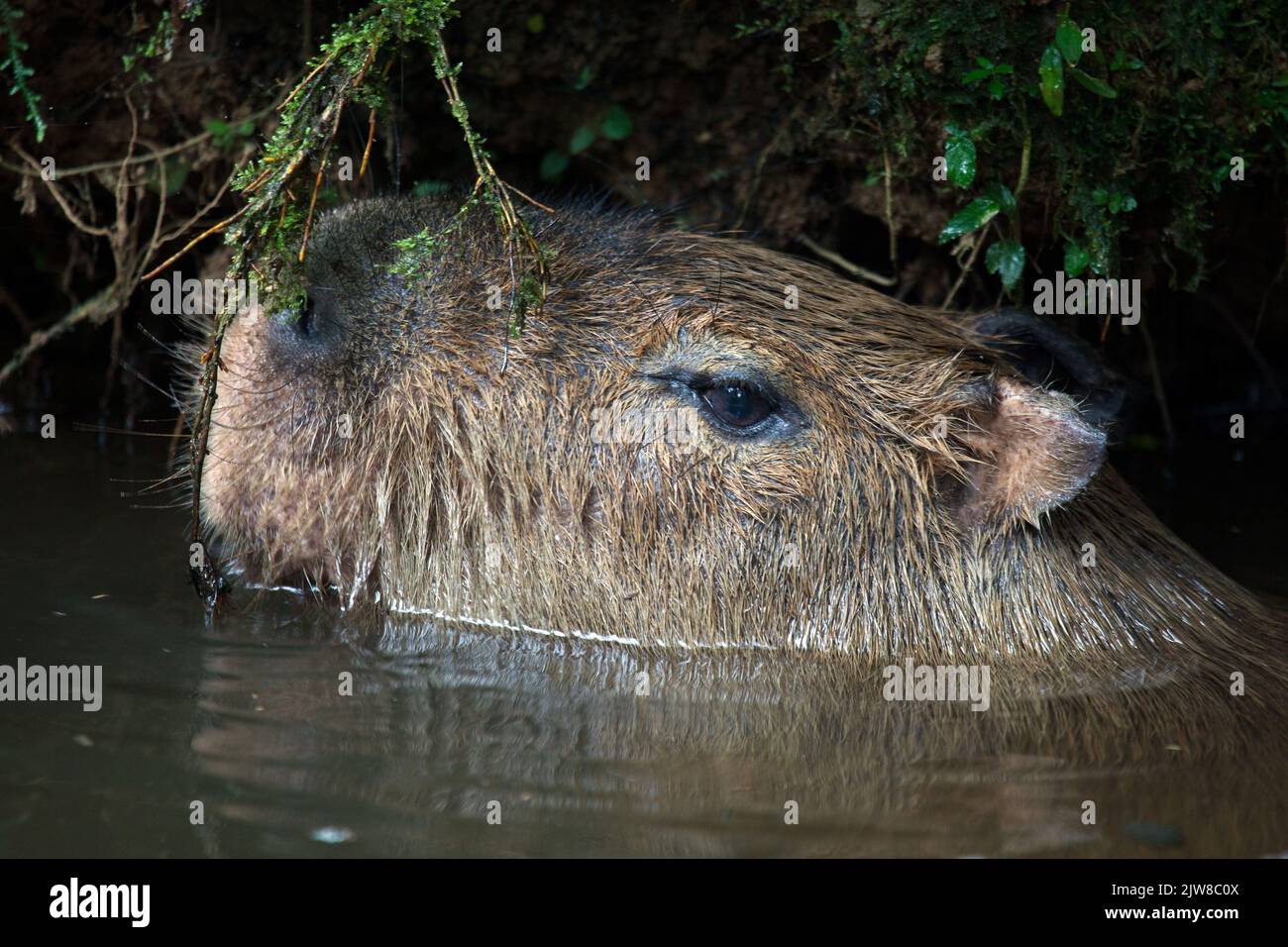 A view of a capybara swimming in the water in a rainforest Stock Photo ...