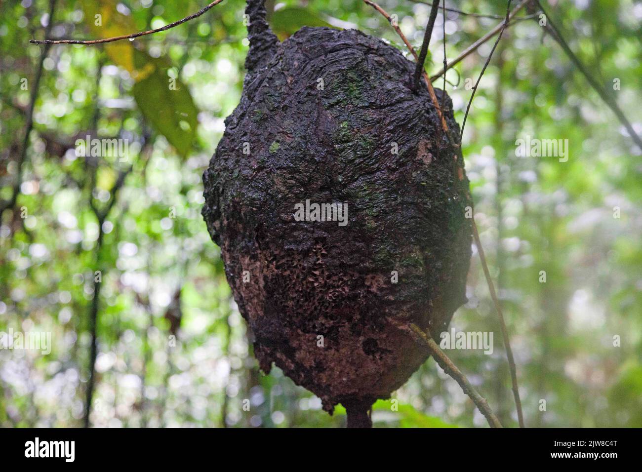 A view of an Arboreal Termite nest hanging from a tree Stock Photo - Alamy