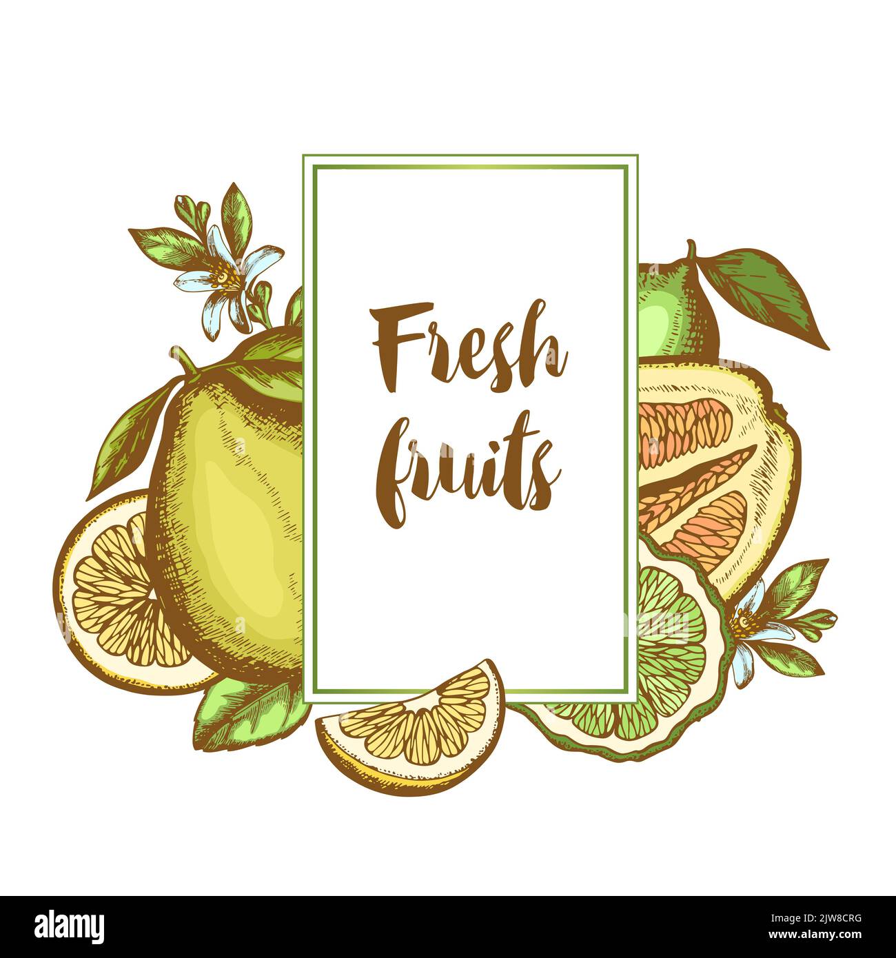 Vintage hand drawn label with citrus fruits on a white background Stock ...