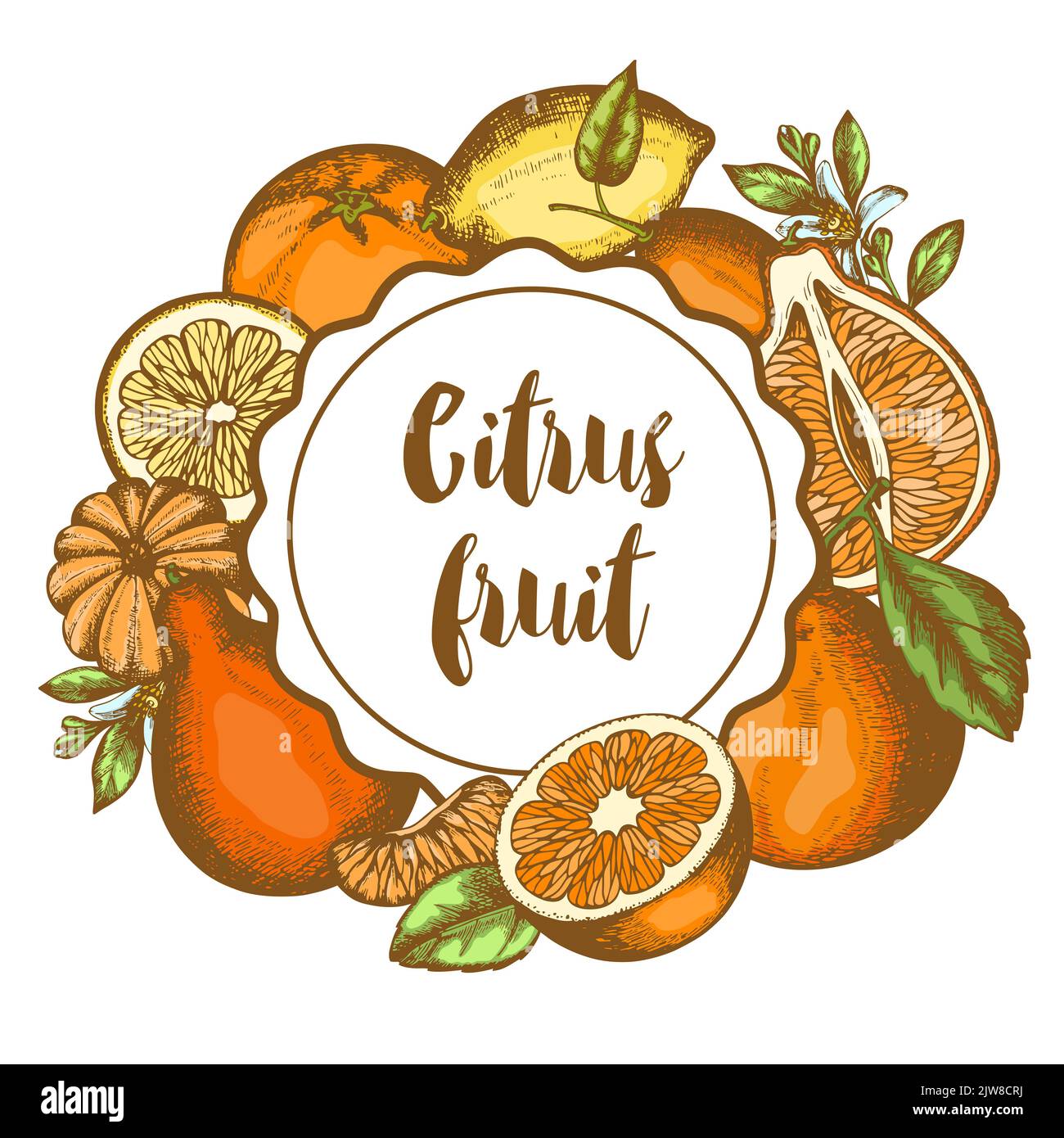 Vintage hand drawn round label with citrus fruits on a white background ...