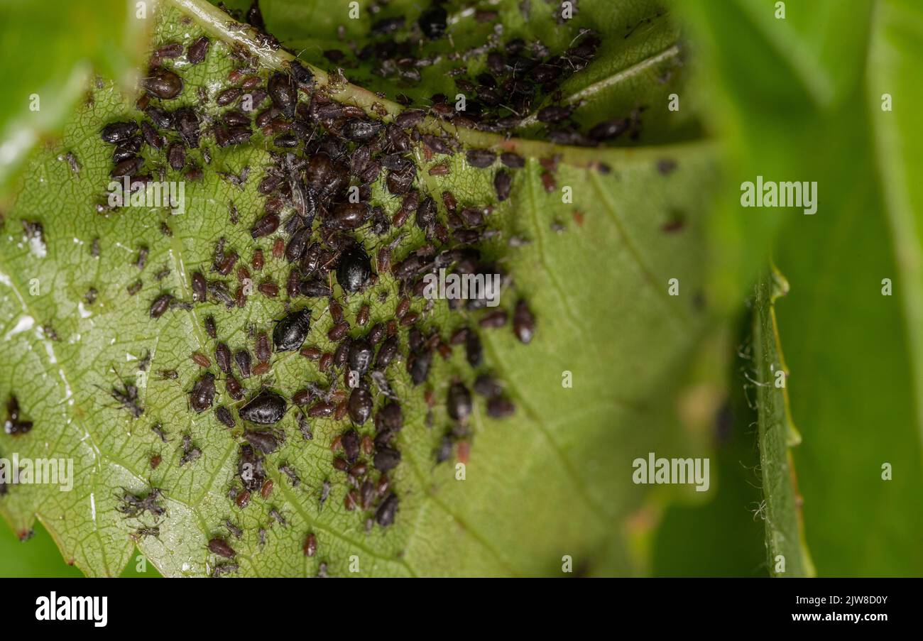 Aphids on a green leaf. Pests on the plant. The leaf is covered with ...