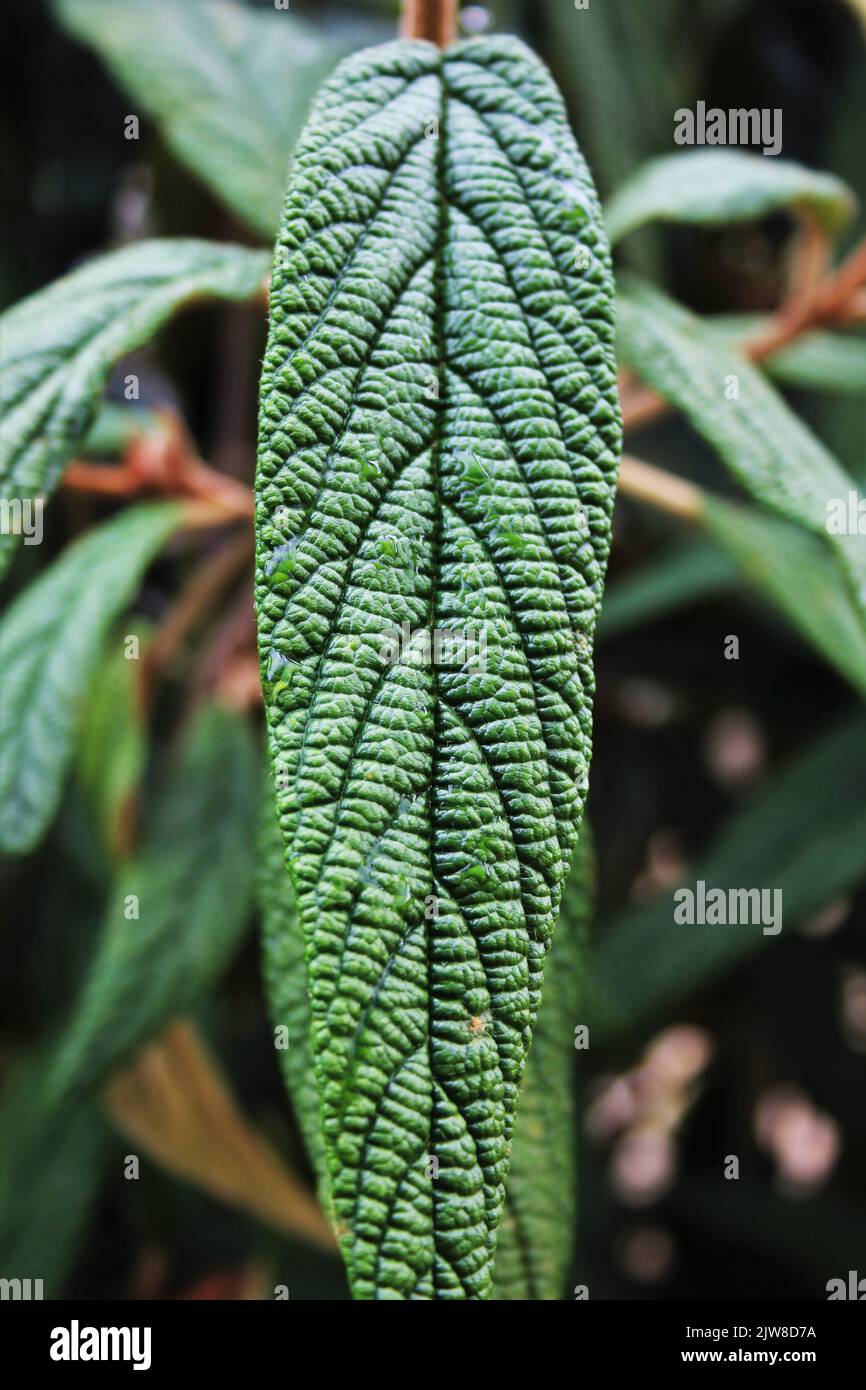 Detailed leaf hi-res stock photography and images - Alamy