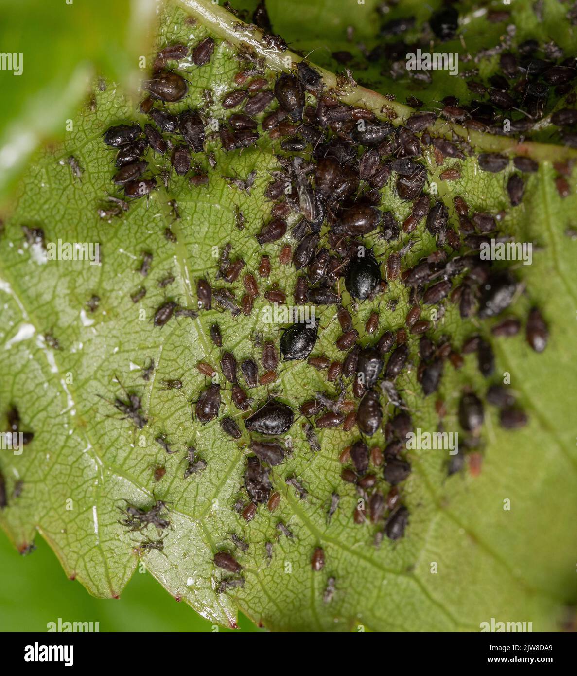 Aphids on a green leaf. Pests on the plant. The leaf is covered with ...