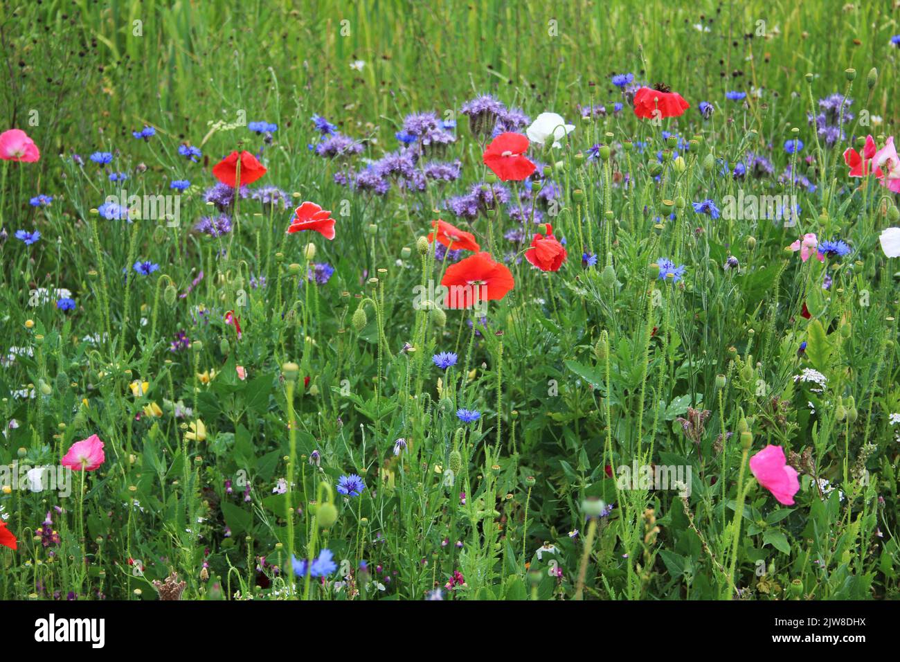 Stunning Wildflower meadow Stock Photo - Alamy