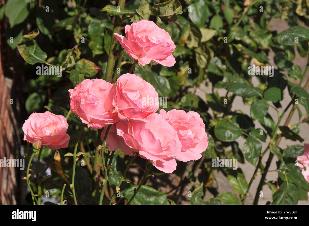 Copenhagen /Denamrk /04 September 2022/ Rose flowers and plants in ...