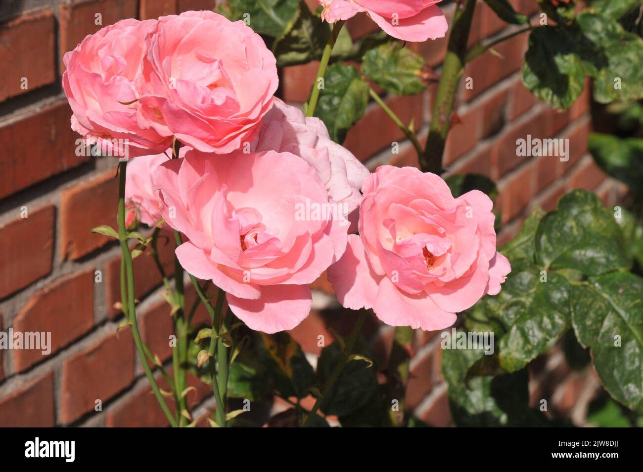 Copenhagen /Denamrk /04 September 2022/ Rose flowers and plants in ...
