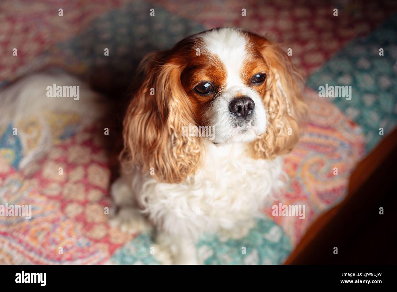 Close up portrait cute curly brown, white dog Cavalier King Charles ...
