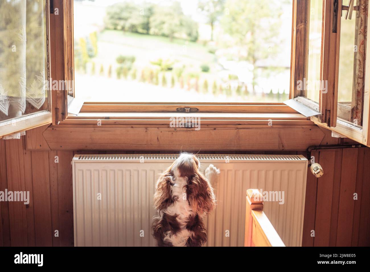 Rearview cute curly brown and white dog Cavalier King Charles cocker ...
