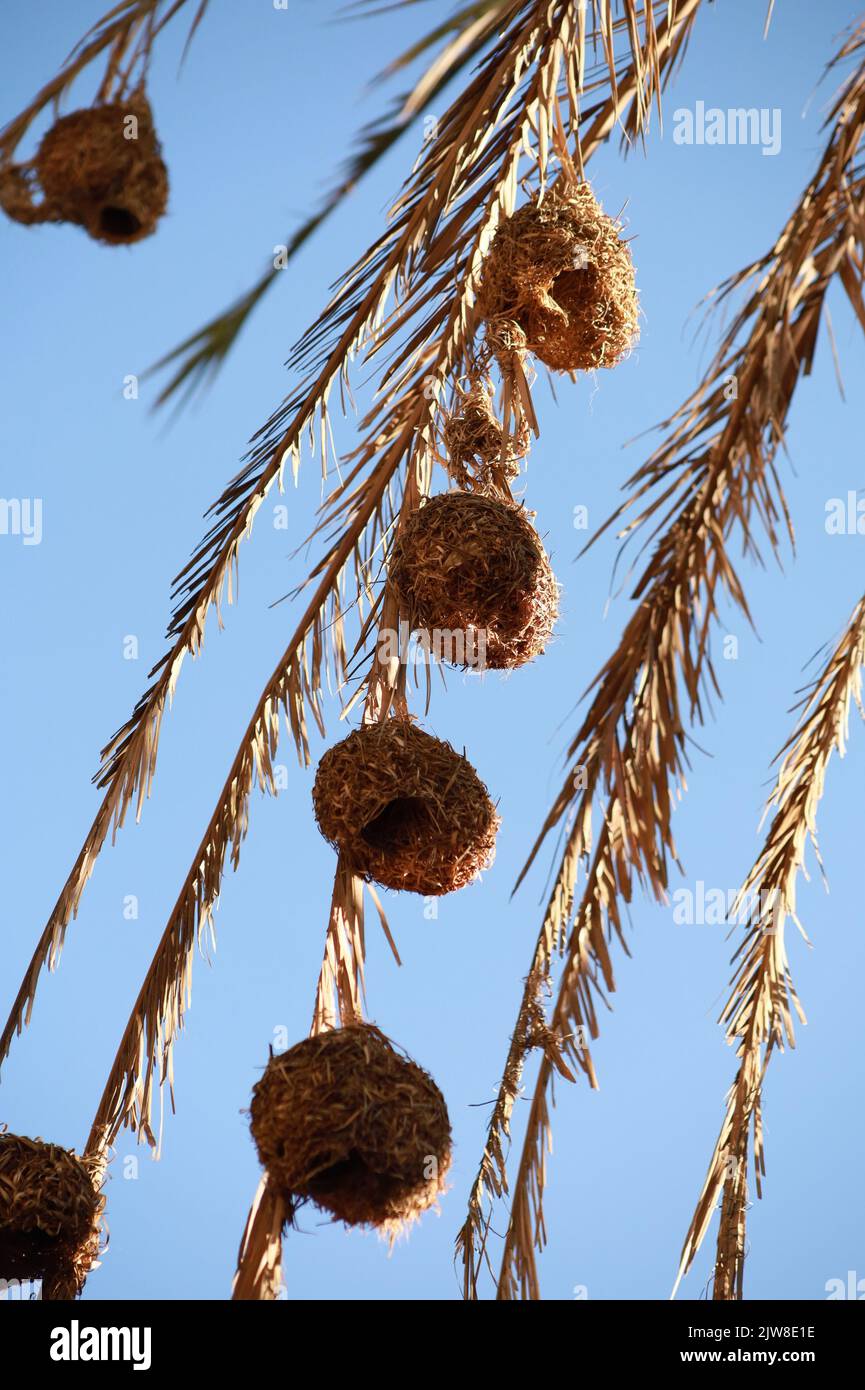 A vertical closeup shot of baya weaver bird nests hanging from palm tree branches Stock Photo ...