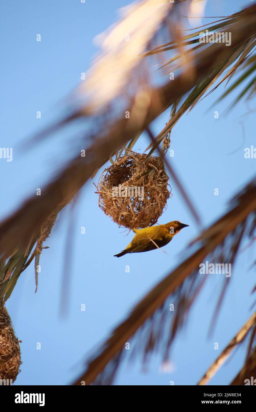 A vertical closeup shot of baya weaver bird on its nest hanging from palm tree branches Stock ...