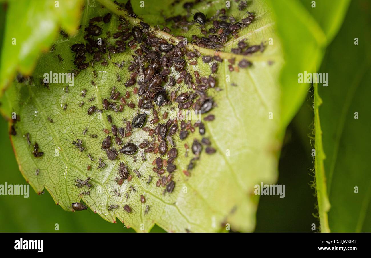 Aphids on a green leaf. Pests on the plant. The leaf is covered with ...