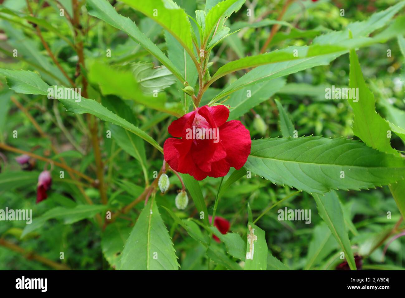 Kudalu hi-res stock photography and images - Alamy