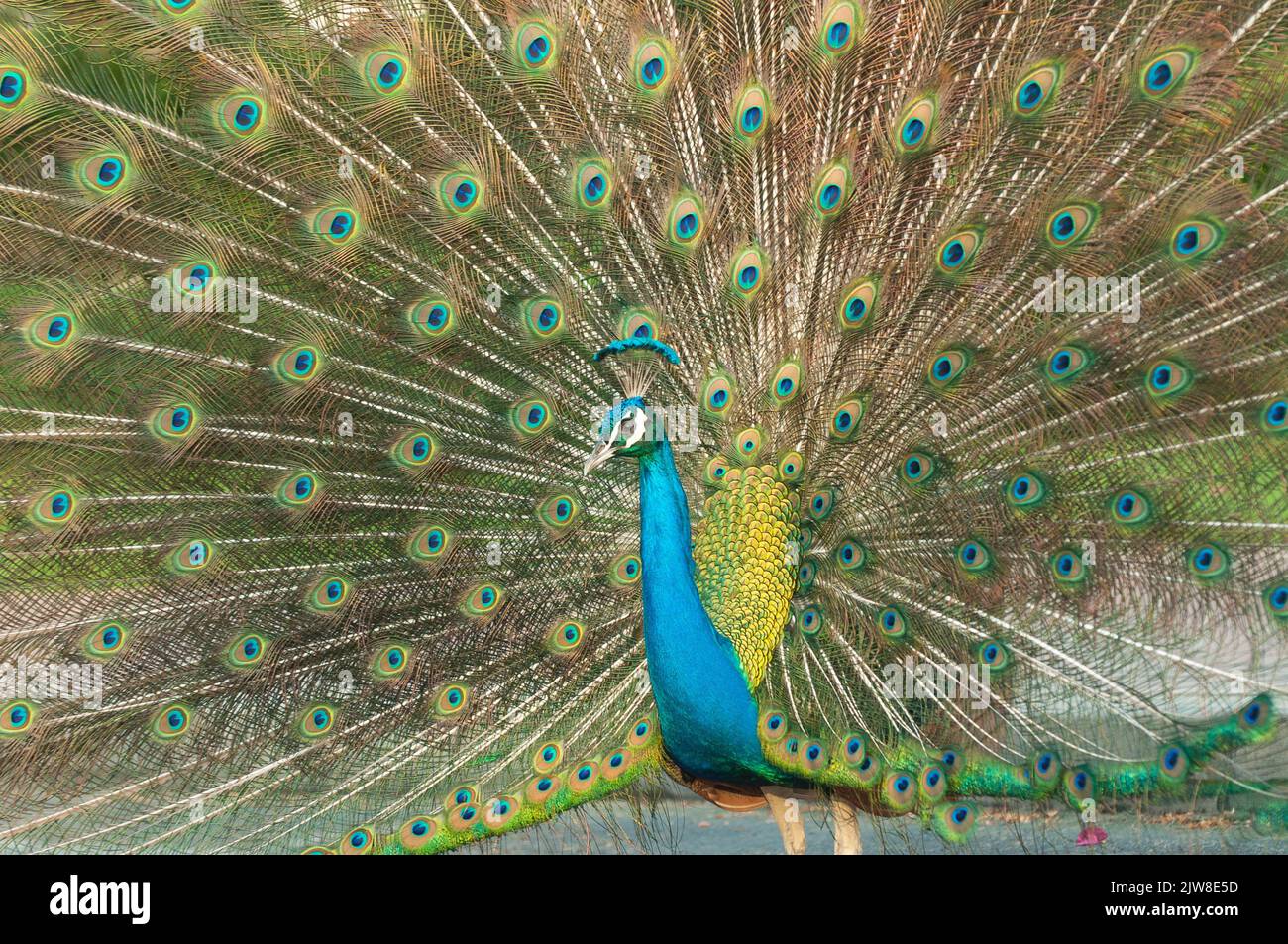 Peacock with a spread tail hi-res stock photography and images - Alamy
