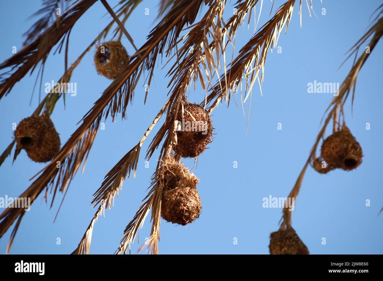 Baya bird palm tree hi-res stock photography and images - Alamy