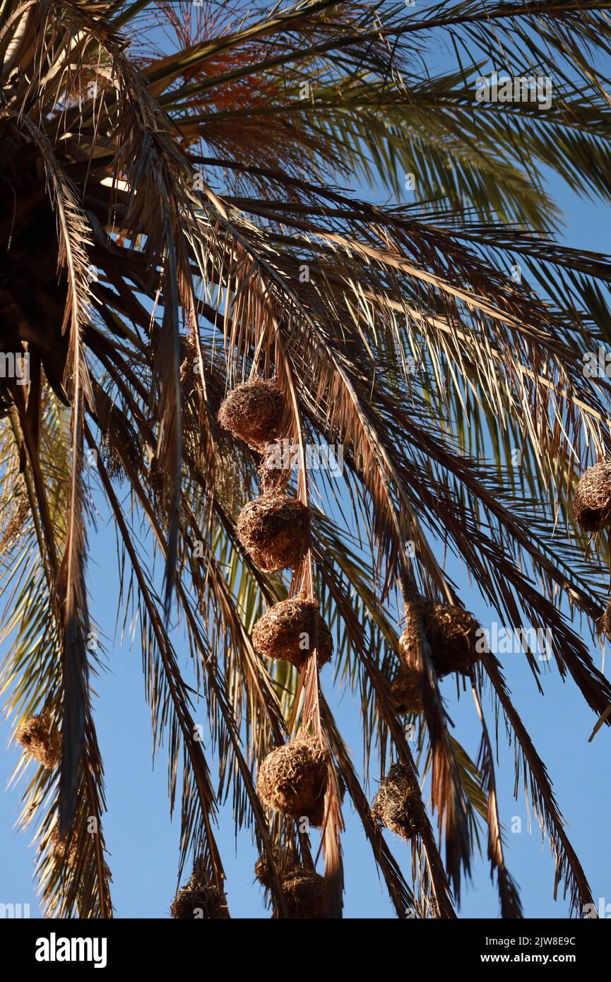 A vertical closeup shot of baya weaver bird nests hanging from palm tree branches during sunny ...