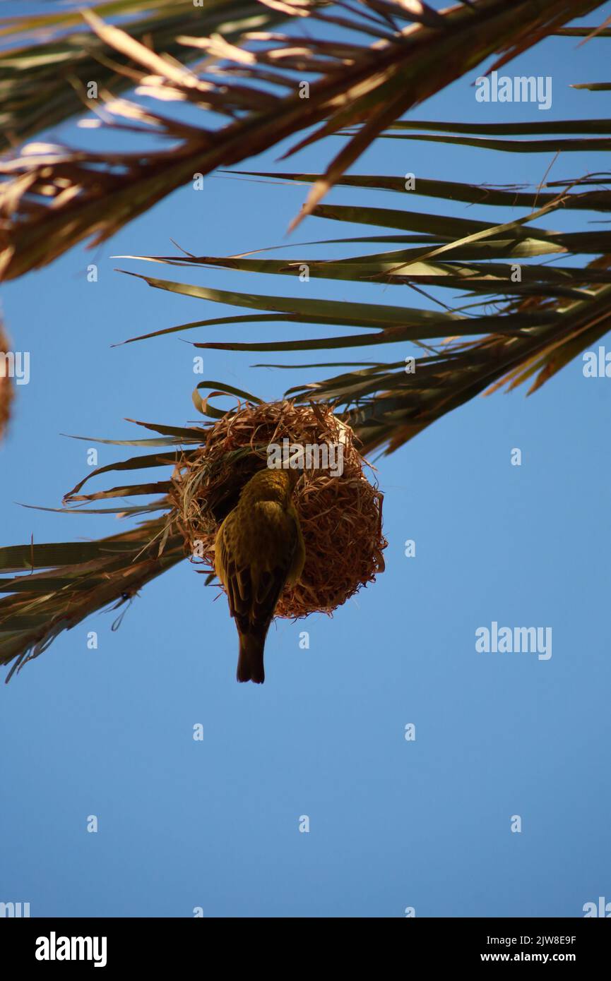 A vertical closeup shot of baya weaver bird in its nest hanging from palm tree branch Stock ...