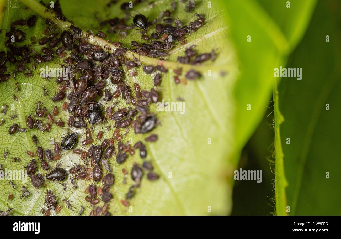 Aphids on a green leaf. Pests on the plant. The leaf is covered with ...
