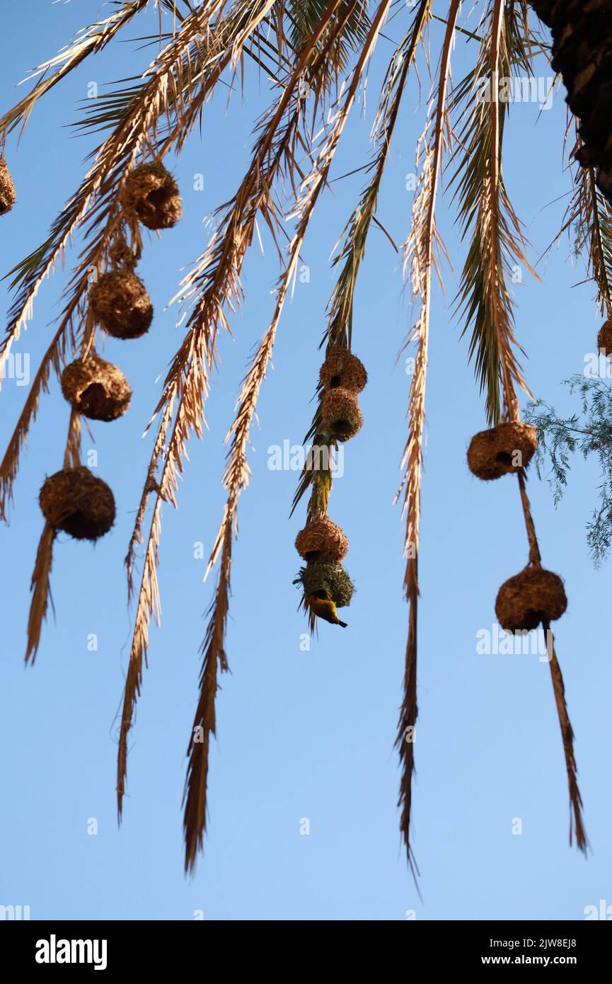 Coconuts hanging from tree hi-res stock photography and images - Alamy
