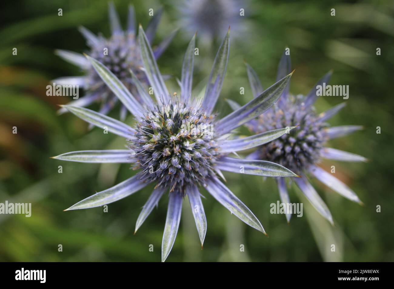 Thistle plant features hi-res stock photography and images - Alamy