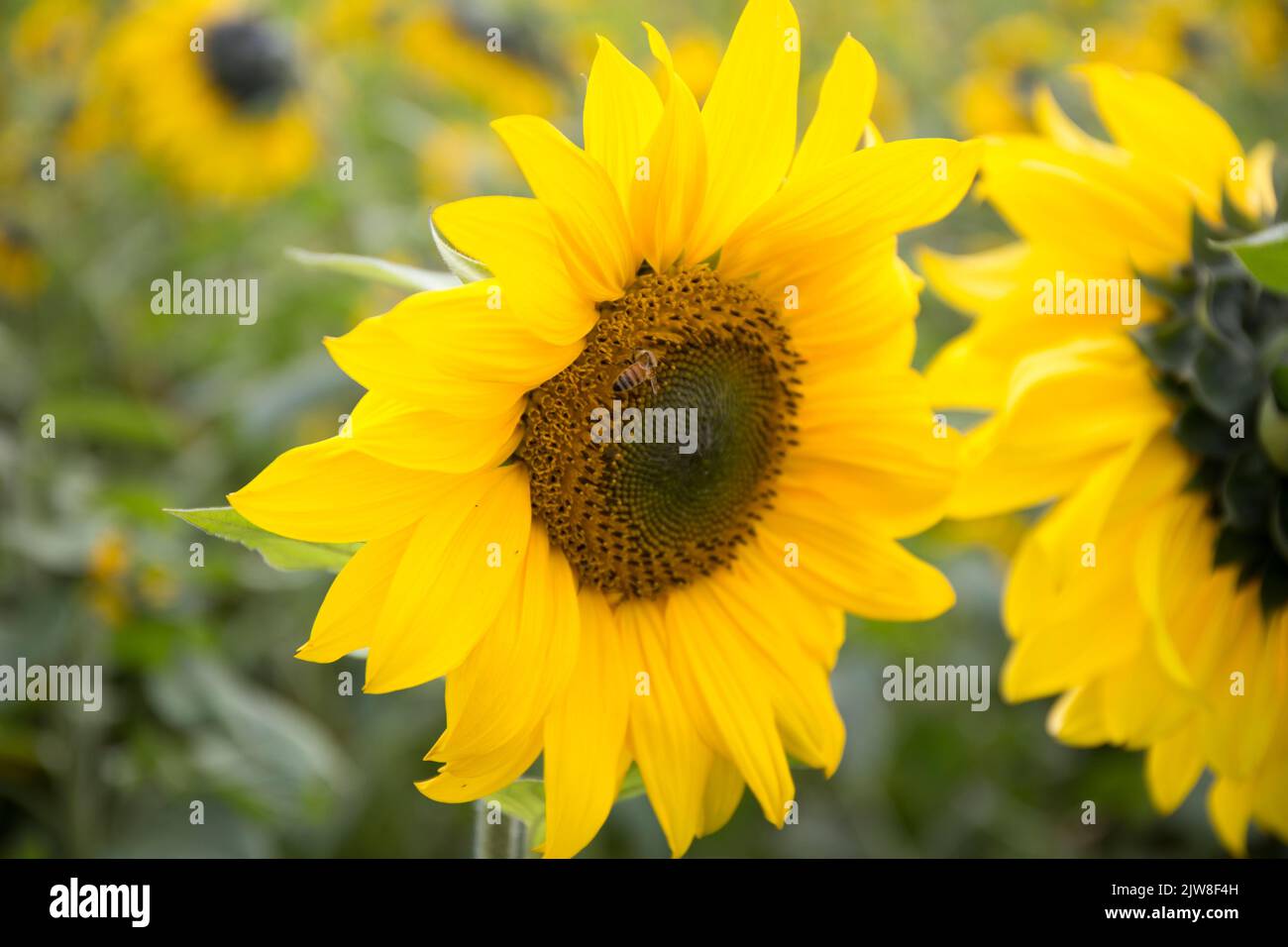 A blooming sunflower in the garden Stock Photo - Alamy