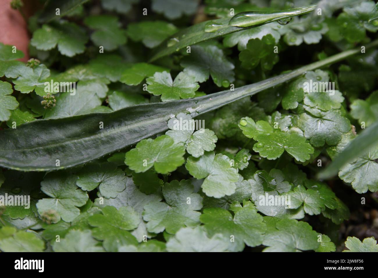 A leaf on the forest with a dew drop Stock Photo - Alamy