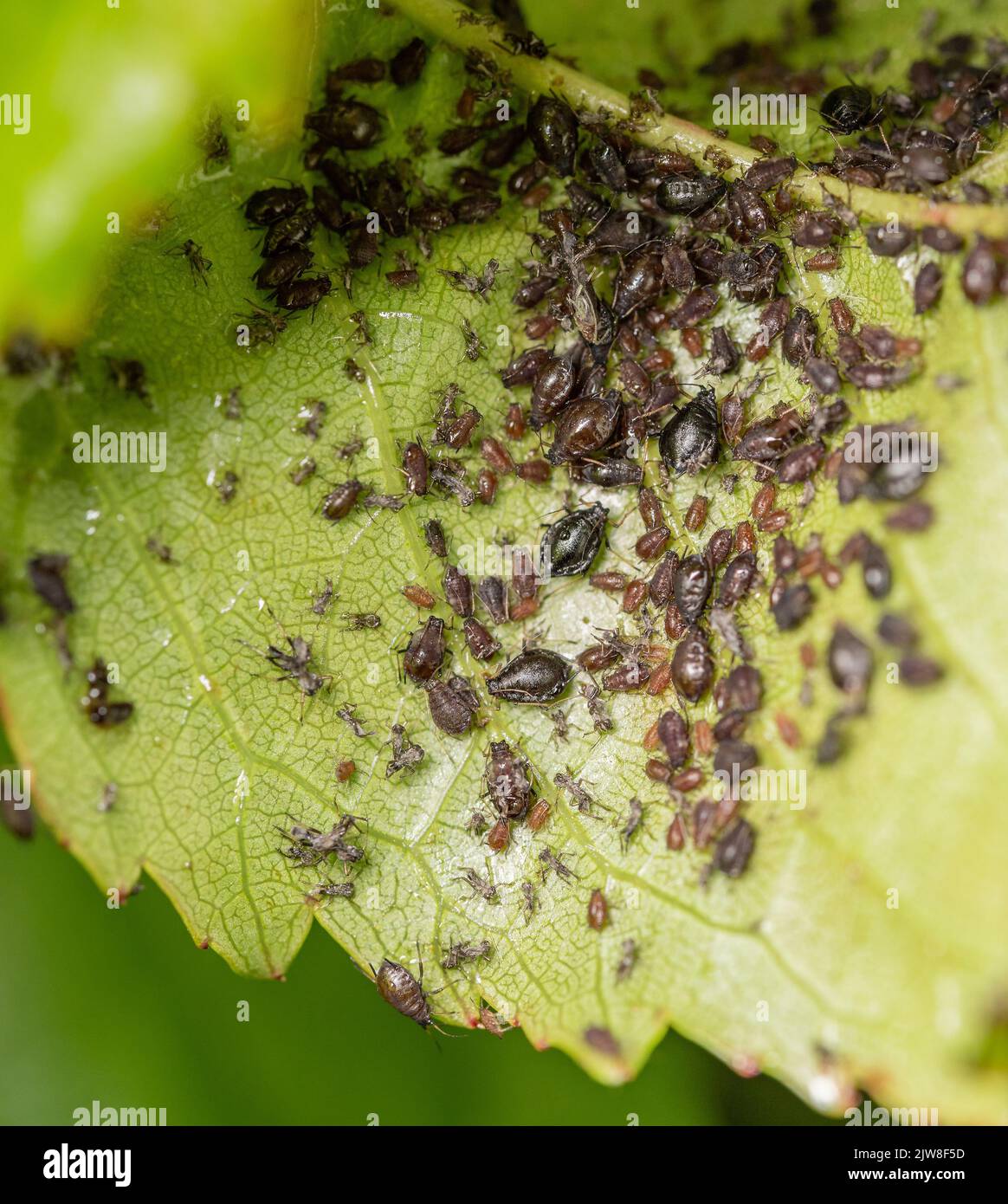 Aphids on a green leaf. Pests on the plant. The leaf is covered with ...