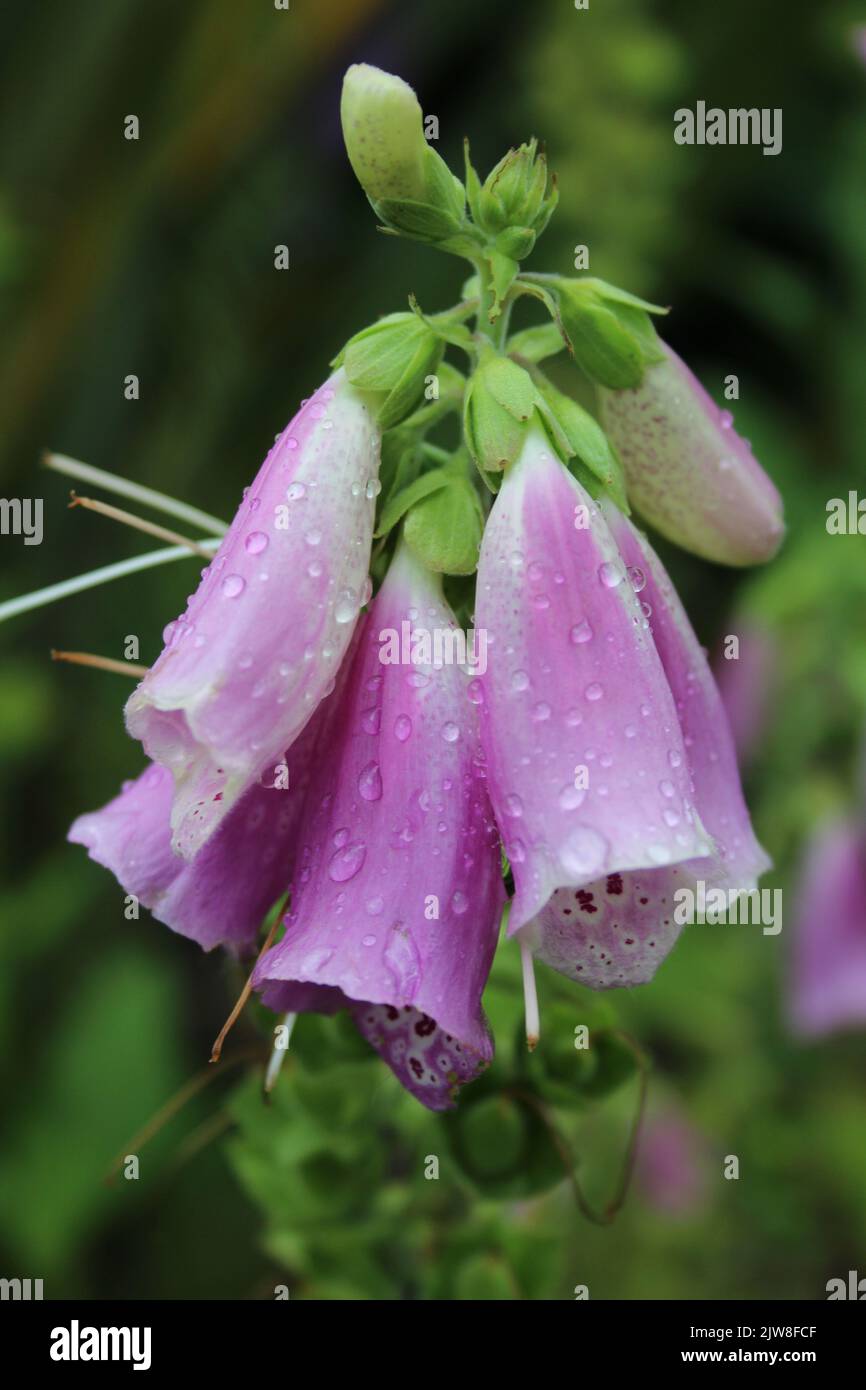 Lovely details in nature hi-res stock photography and images - Alamy