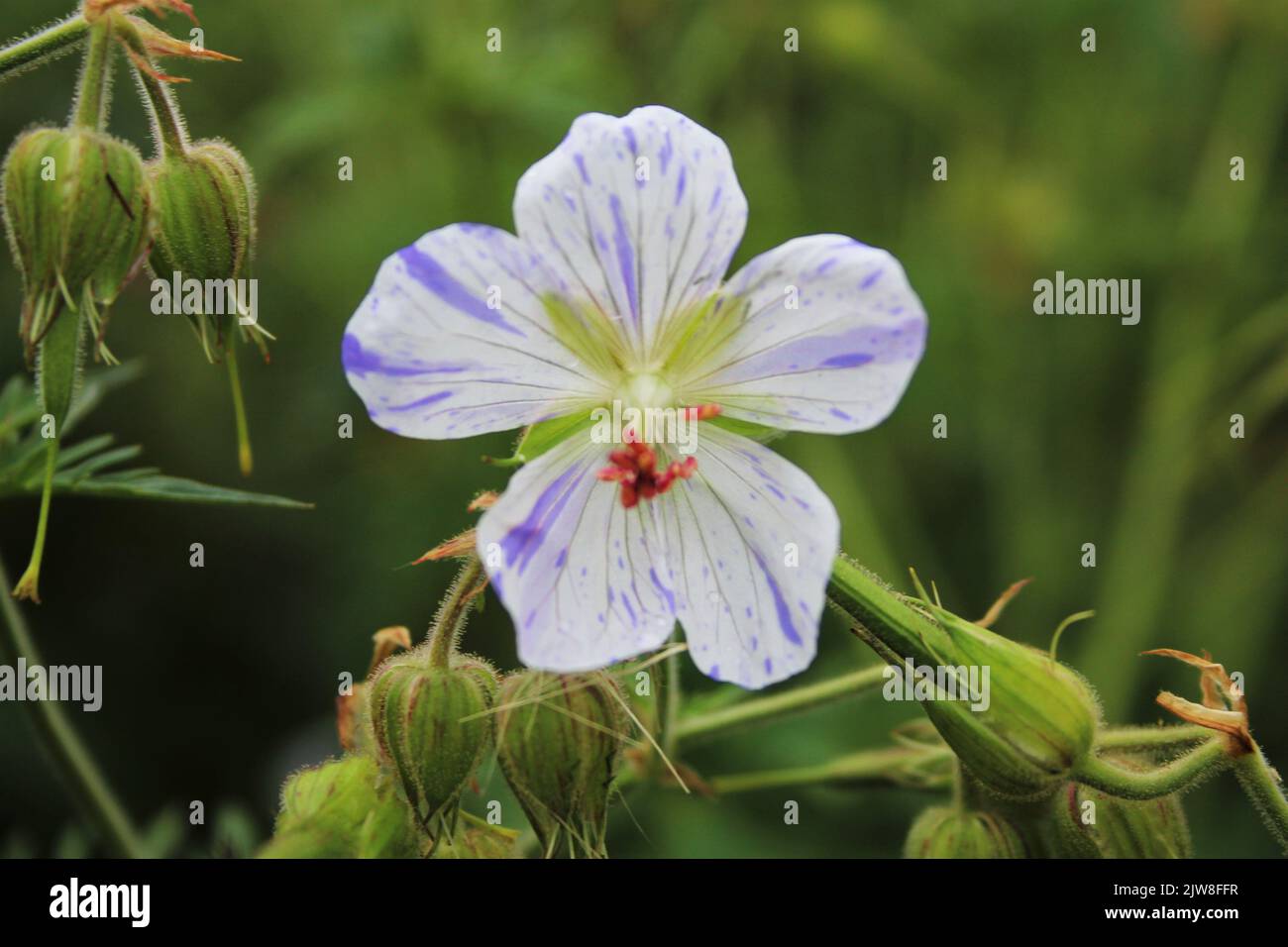 Delicate petals feature hi-res stock photography and images - Alamy