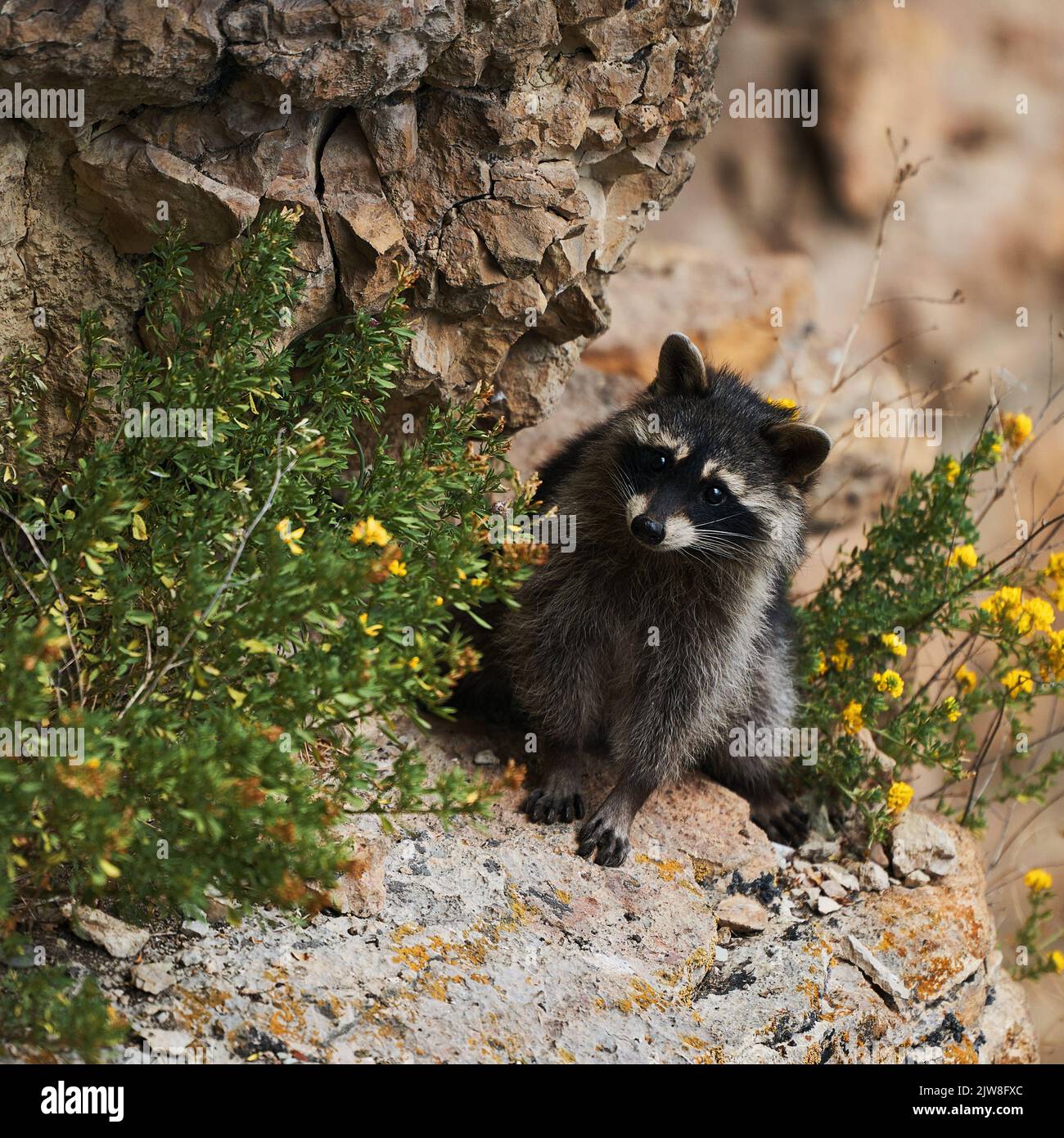 Wild Raccoon. Procyon lotor. Funny young raccoons live and play on a ...