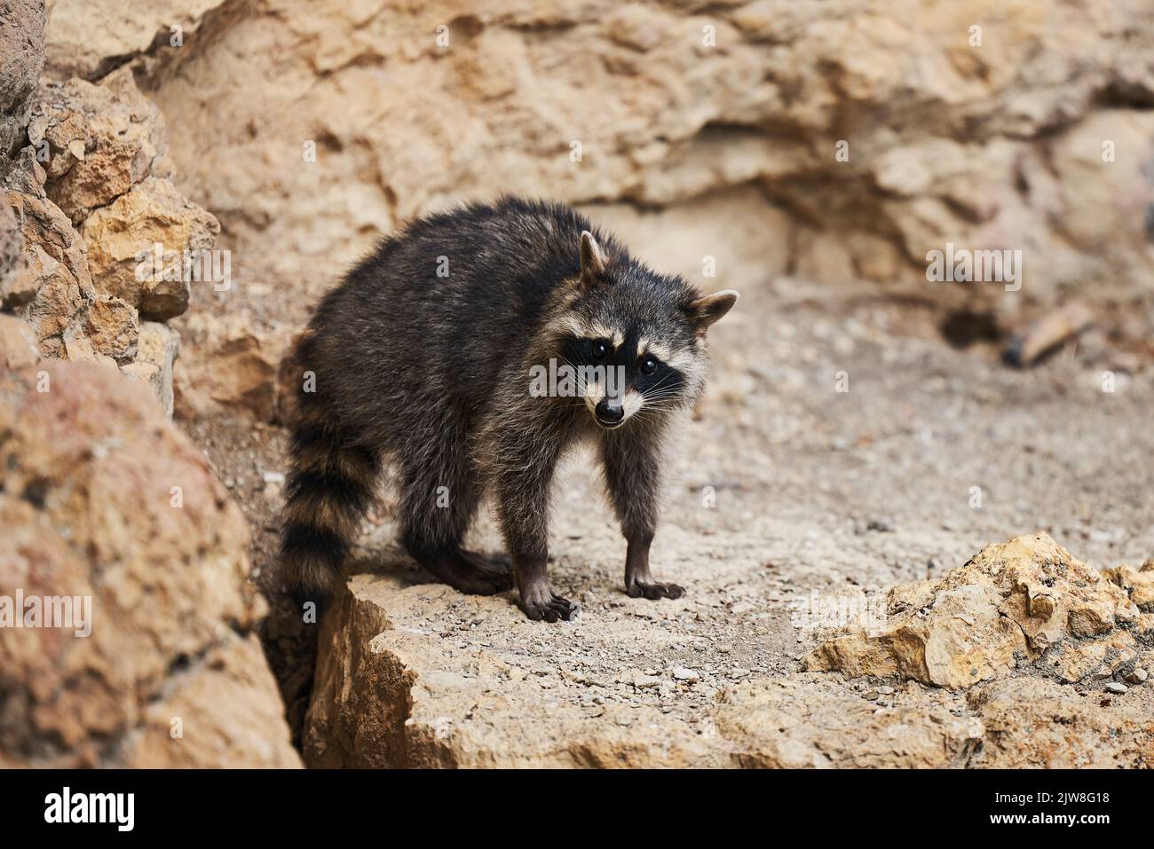 Wild Raccoon. Procyon lotor. Funny young raccoons live and play on a ...