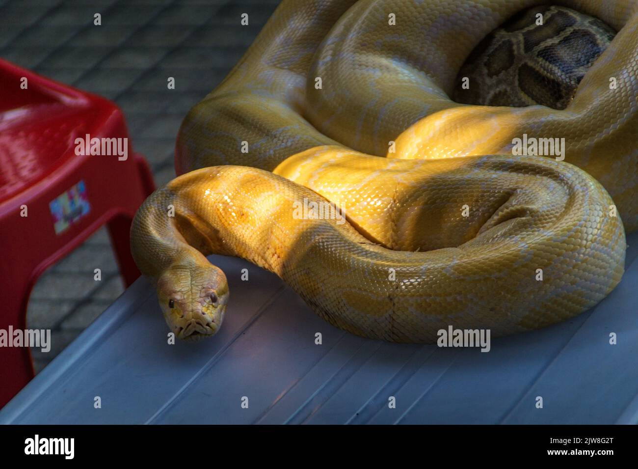 Snake bench hi-res stock photography and images - Alamy
