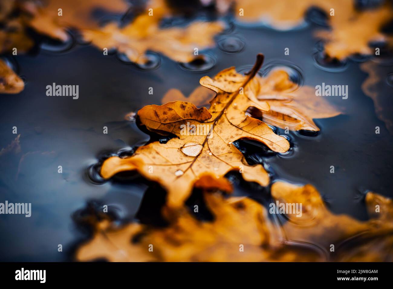 Beautiful dry red oak leaves float on the water surface of a puddle covered with raindrops ...
