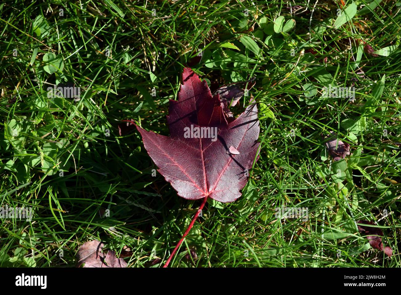 A lone fallen maple leaf in the green grass Stock Photo - Alamy