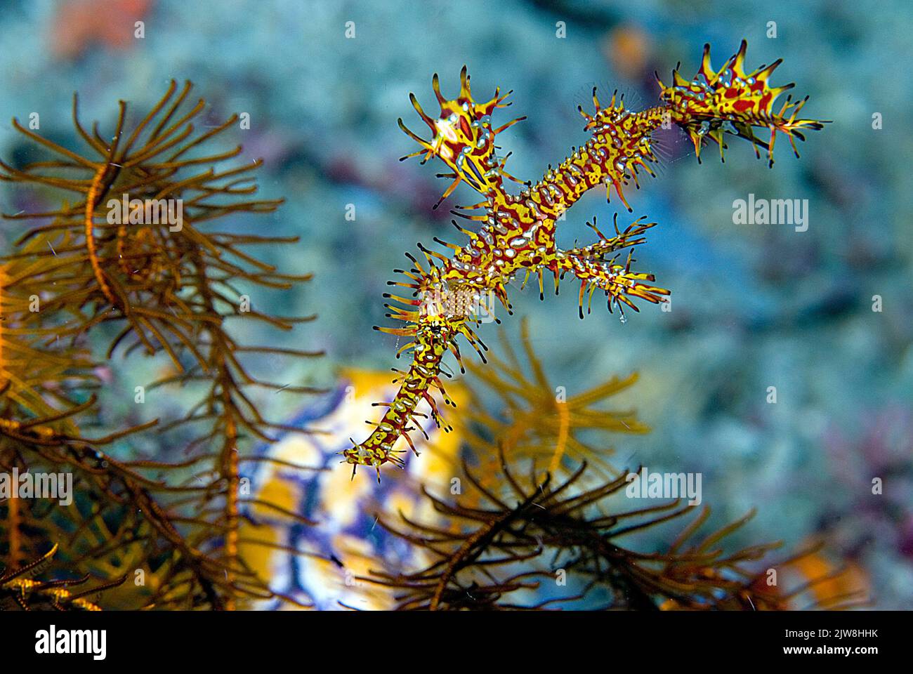 Osteichthyes coral crinoids hi-res stock photography and images - Alamy