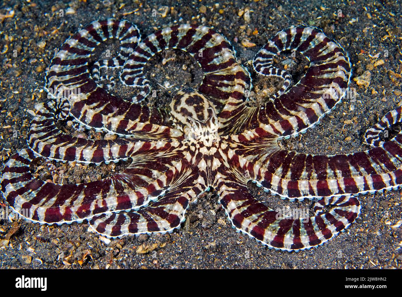 Mimic Octopus (Thaumoctopus mimicus), has the ability to imitate ...
