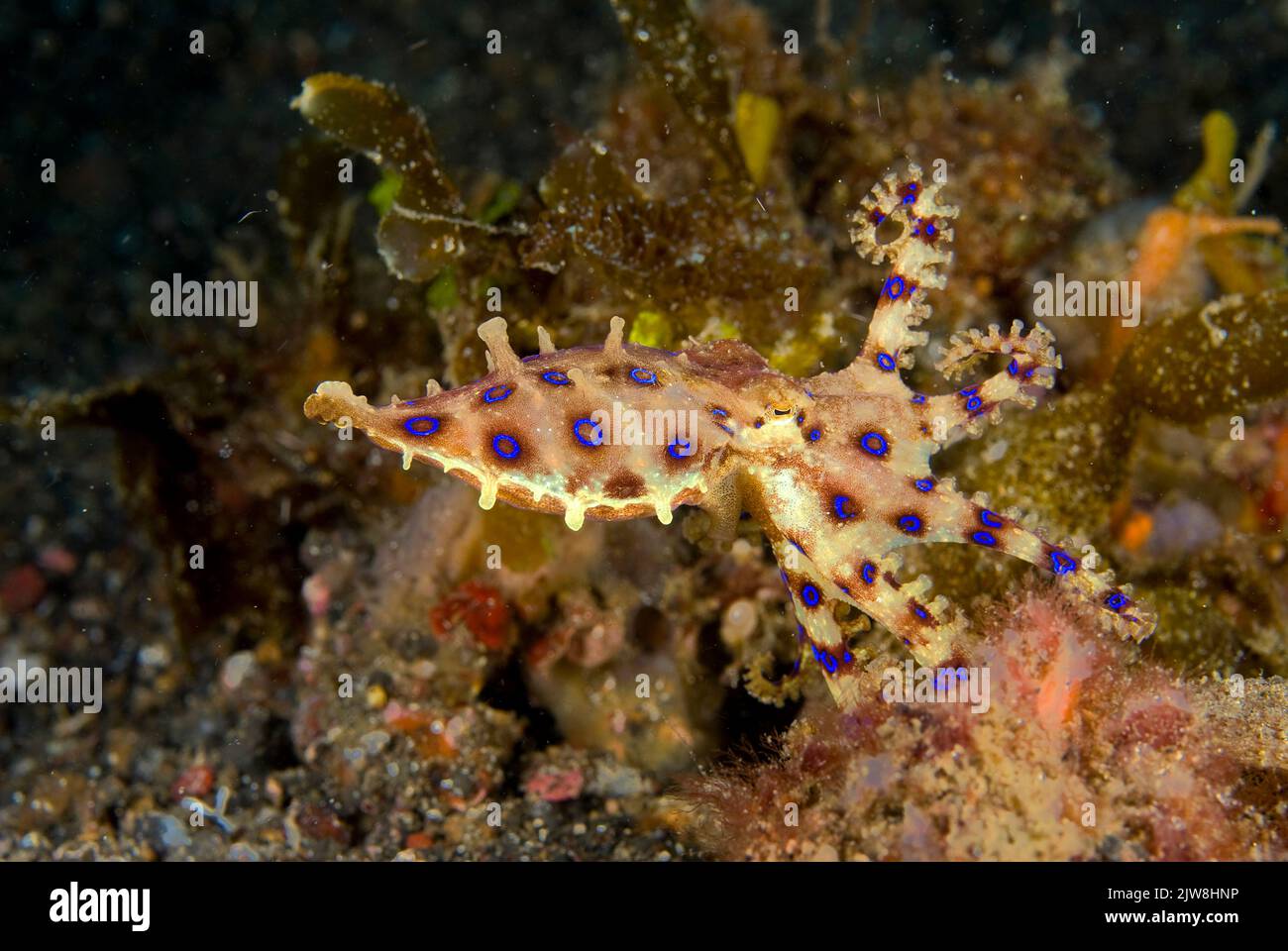 Blauring oktopus hi-res stock photography and images - Alamy