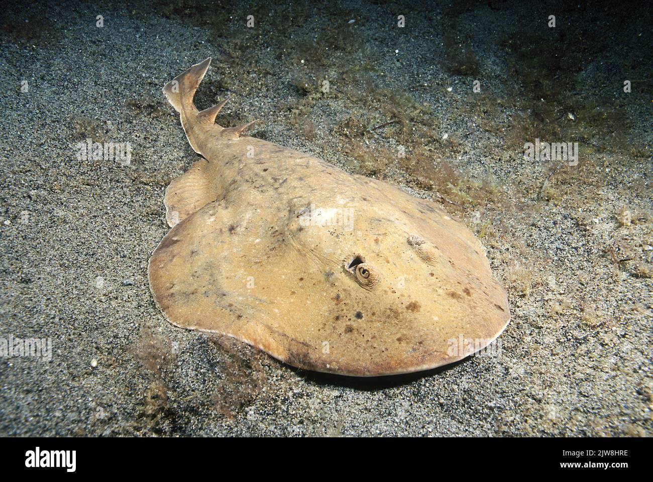 Rays fish hi-res stock photography and images - Alamy