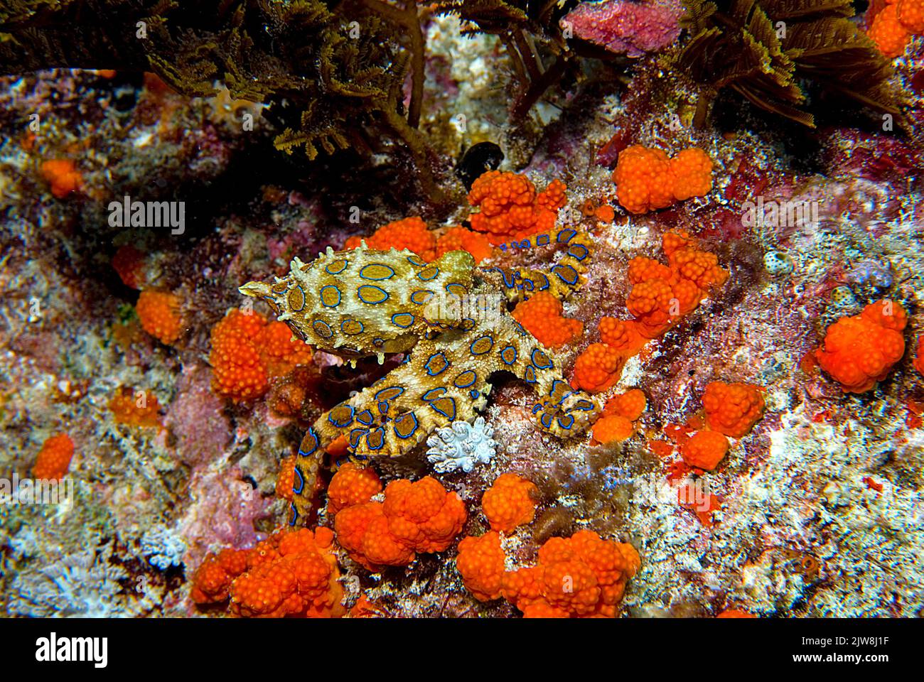 Blauring oktopus hi-res stock photography and images - Alamy