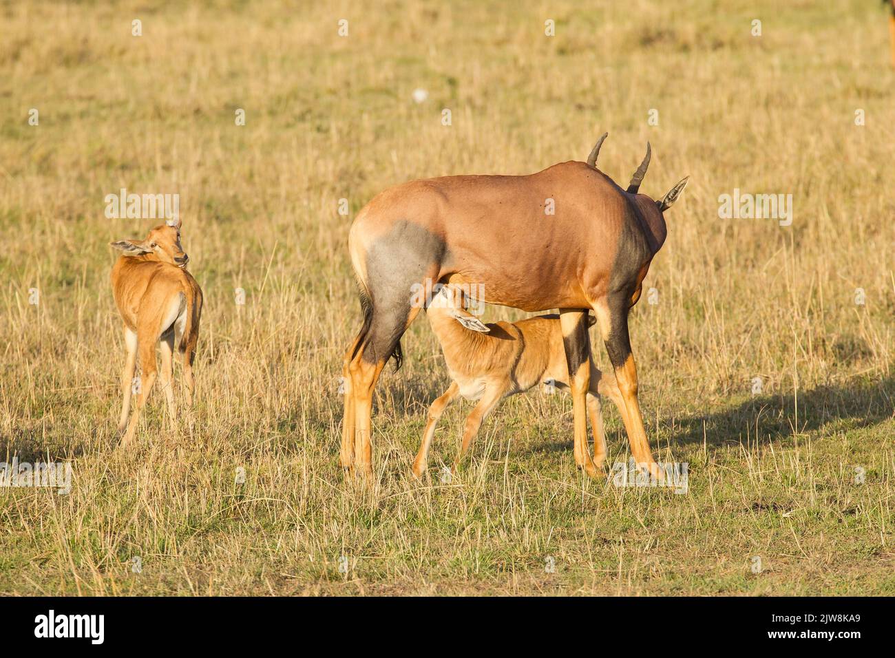 Topi nursing hi-res stock photography and images - Alamy