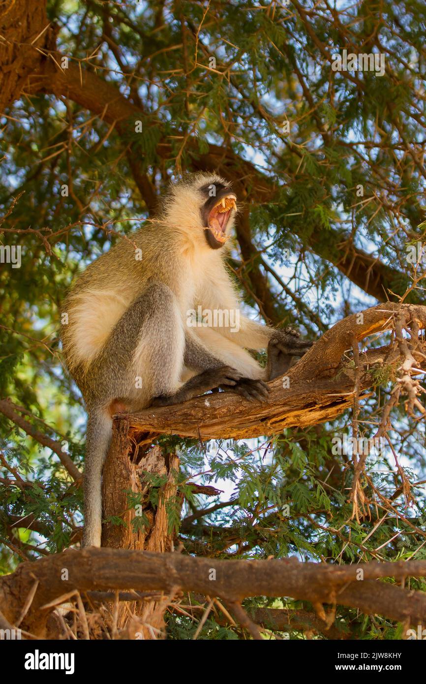 Vervet Monkey (Cercopithecus pygerythrus) yawning Stock Photo - Alamy
